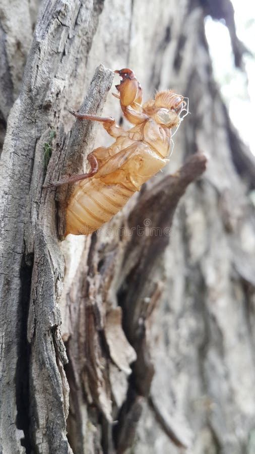 Pupa insect of the cicada stock image. Image of life - 69663725