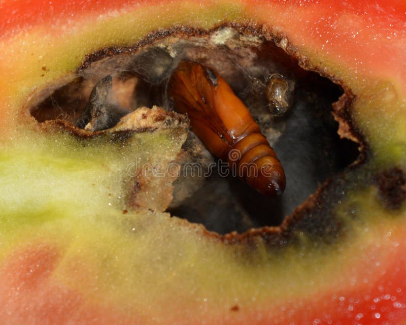 The Pupa Of An Insect Inside The Tomato Stock Photo - Image of seedling ...