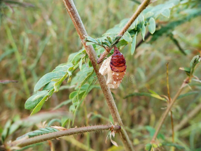 Young butterfly stock image. Image of flora, wild, green - 40079919