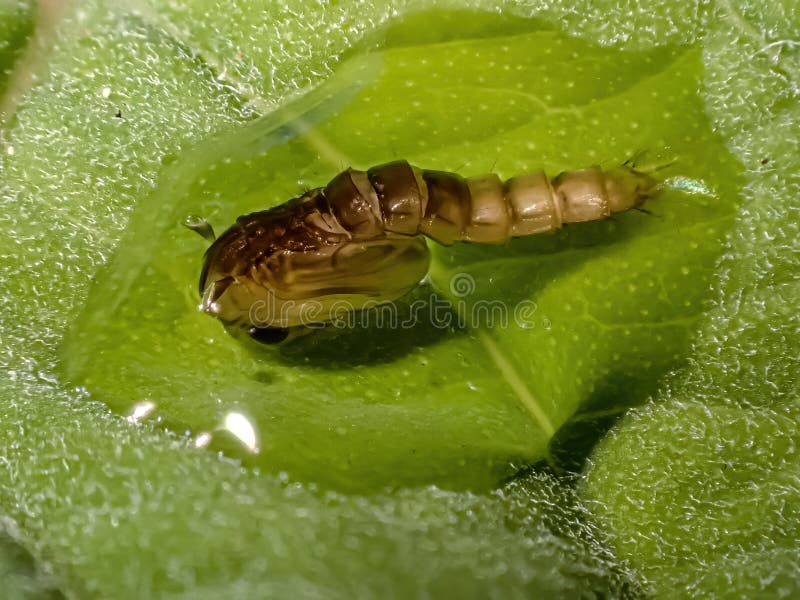 Pupa mosquito in the water stock image. Image of lava - 199040341