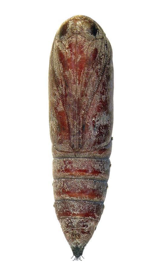 Pupa of moth stock photo. Image of environment, macro - 102398186