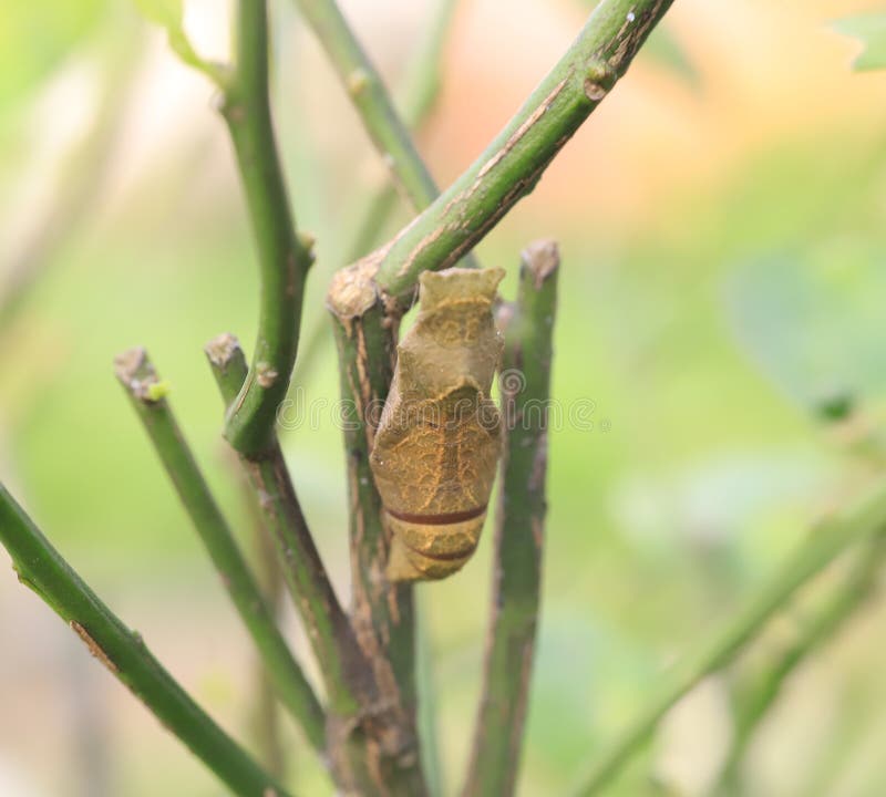 Pupa in octopus tree stock image. Image of garden, worm - 253723555