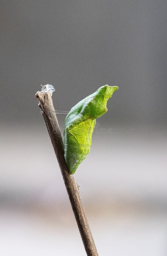 Pupa of Papilio Polytes, the Common Mormon Butterfly Stock Image ...