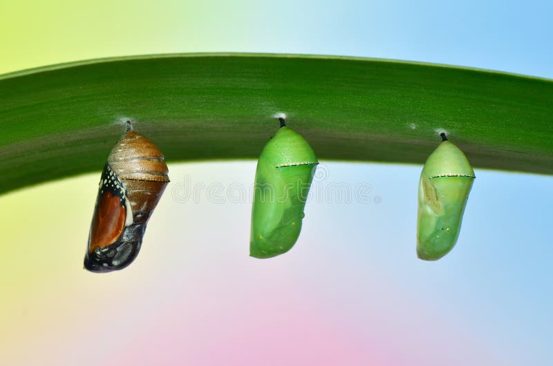 779 Lifecycle Butterfly Stock Photos - Free & Royalty-Free Stock Photos ...
