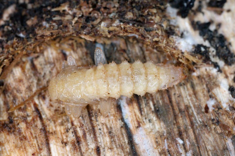 Pupa, Pupae of Black Headed Cardinal Beetle (Pyrochroa Coccinea) Under ...