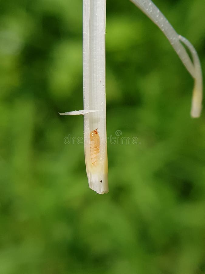 580 Major Pest Photos - Free & Royalty-Free Stock Photos from Dreamstime