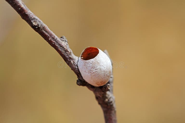 Pupa shell of moth stock photo. Image of ecology, macro - 390146578