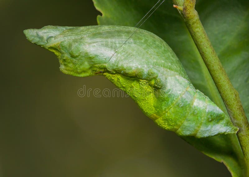 Pupa Side View on a Lemon Tree Stock Photo - Image of cocoon, outdoor ...