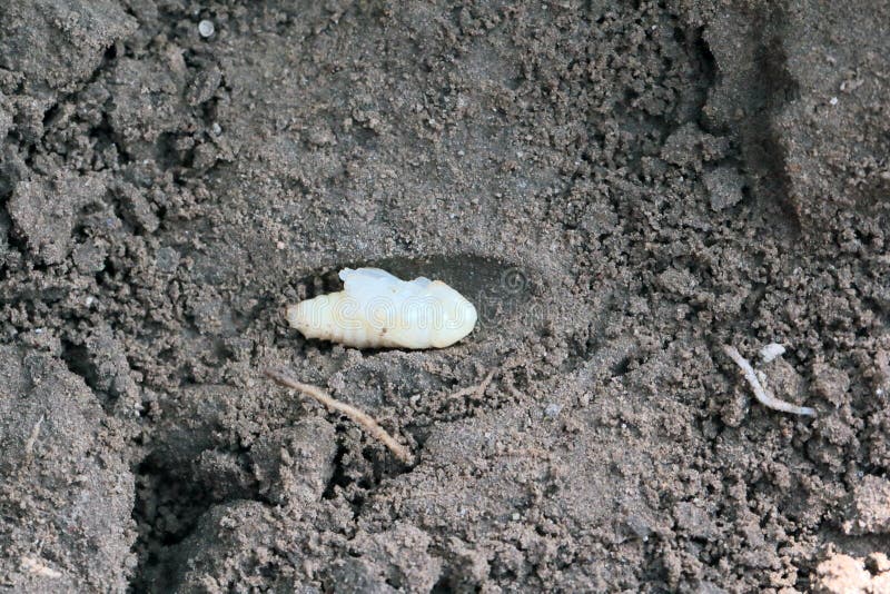 Pupa of Sugarbeet Weevil Asproparthenis Punctiventris Formerly ...