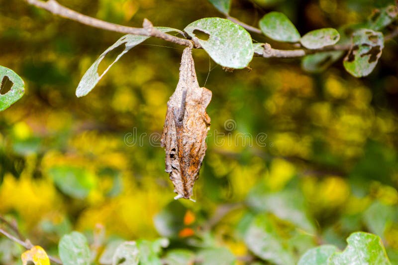 Pupa stock image. Image of pupa, insect, natural, leaves - 47461859