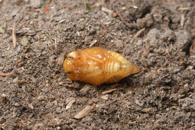 Pupa or Worm on Nature Background. Stock Photo - Image of environment ...