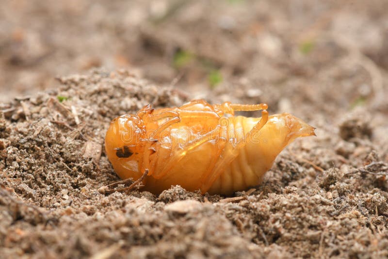 Pupa or Worm on Nature Background. Stock Image - Image of outdoor ...