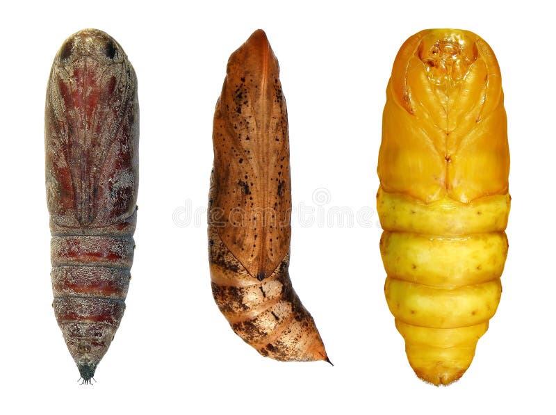 Pupa. Silk Moth stock image. Image of fabric, confusion - 73158171