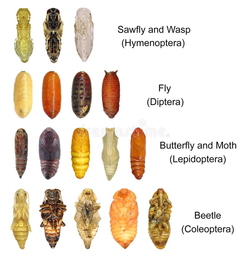 Pupae of insects stock photo. Image of insects, pine - 158415532