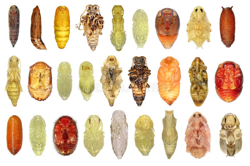 Pupae of insects stock image. Image of macro, danger - 158415517
