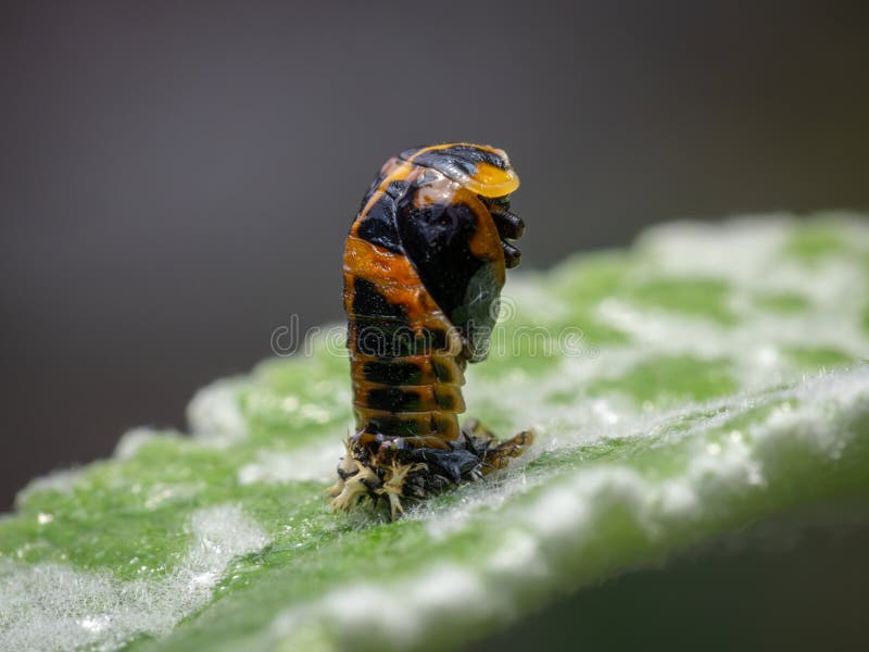 Pupae Stage of a Ladybird Beetle Stock Image - Image of larvae, insect ...