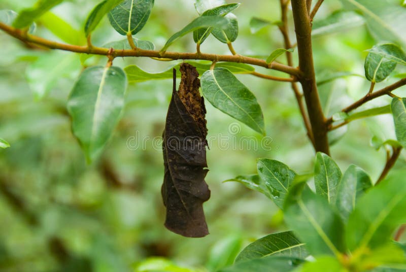 Pupate Chrysalis Cocoon Baby of Butterfly Stock Photo - Image of pupate ...