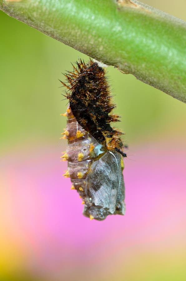 Pupation de proceso foto de archivo. Imagen de oruga - 22639354