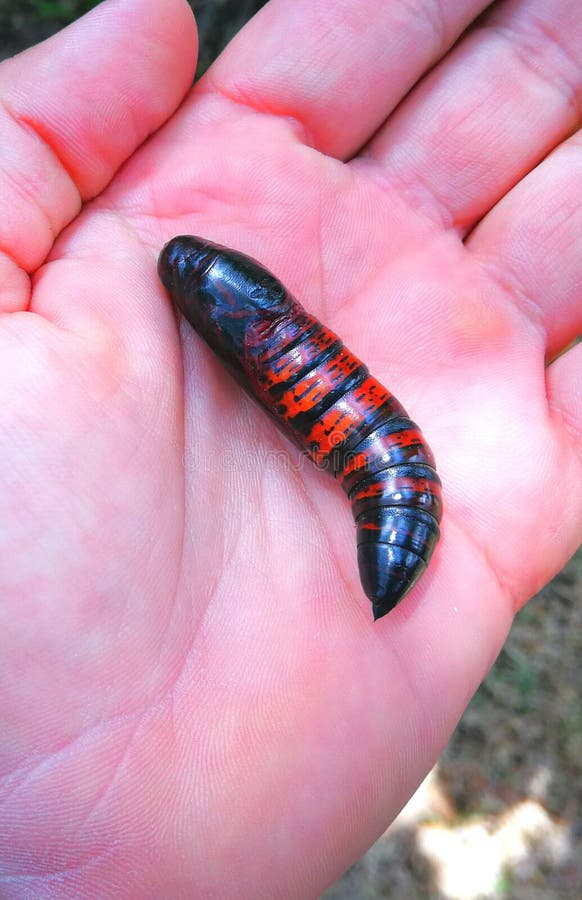 Pupe Pupe buterfly stock image. Image of gigant, buterfly - 112292453