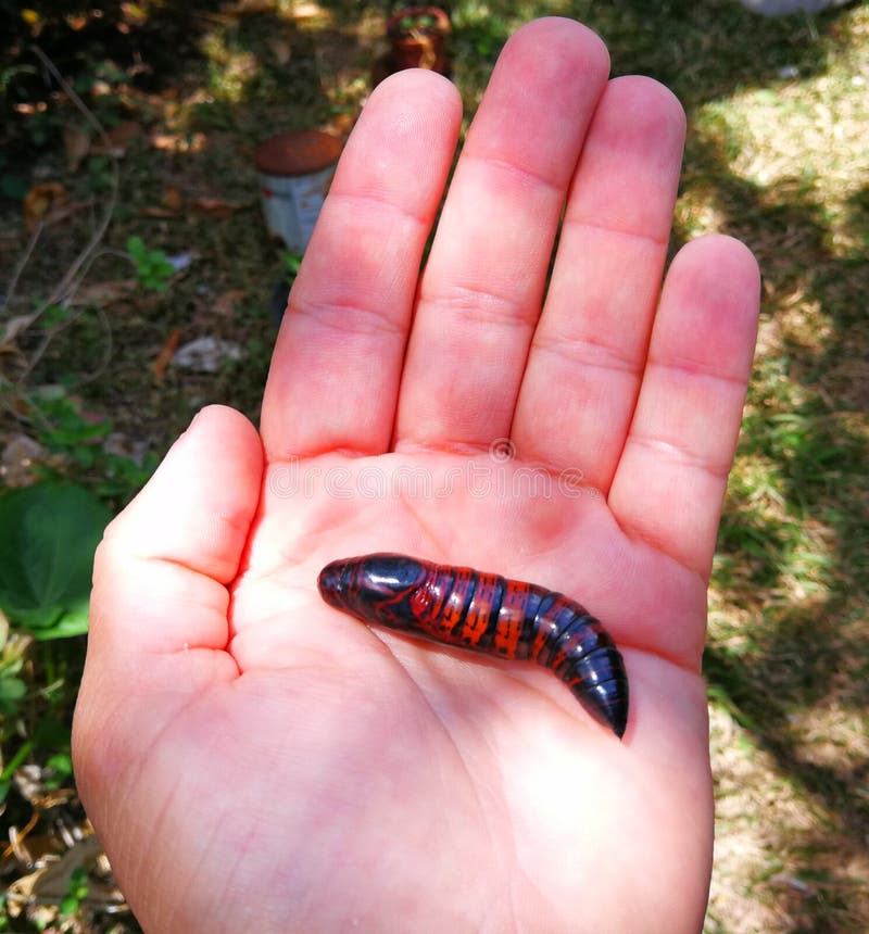 Pupe Pupe buterfly stock photo. Image of insect, chrysalid - 112292666