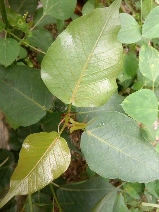 Pupil LEAF stock photo. Image of pupil, small, superb - 98425066