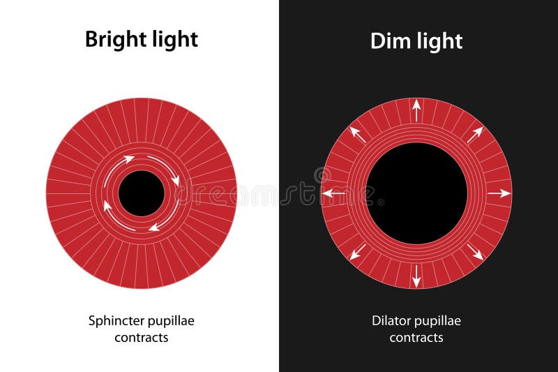 Iris Control of Pupil Diameter Stock Vector - Illustration of black ...