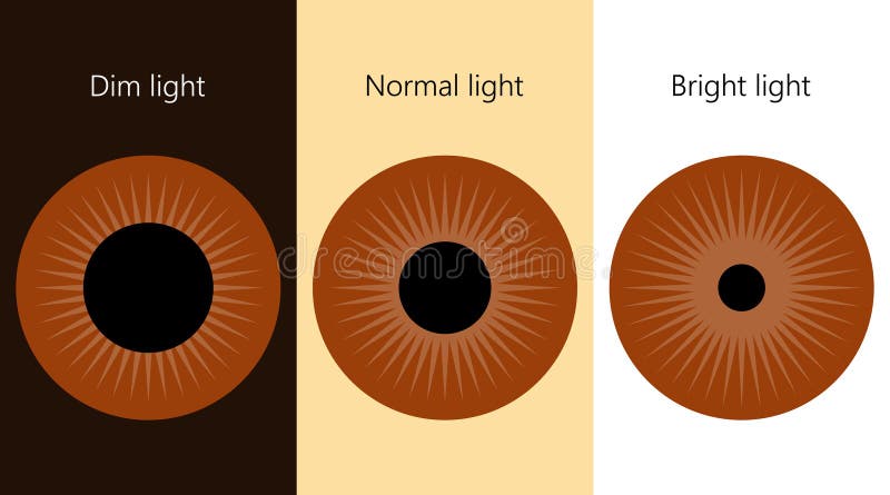 Human Eye. the Pupil Size in Different Lighting. Stock Vector ...