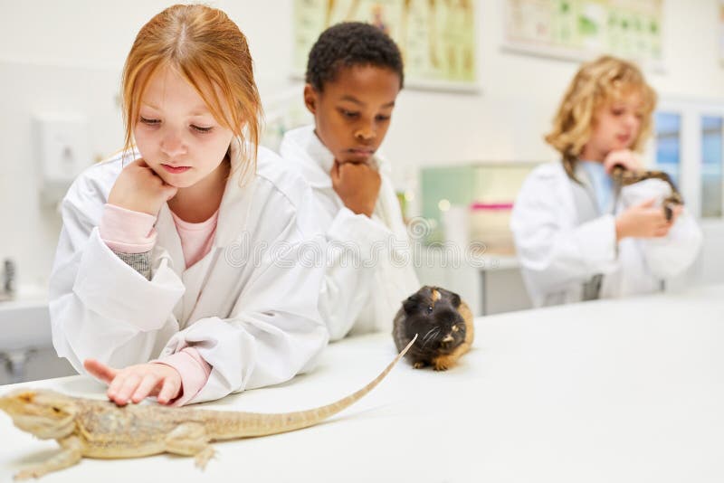 Pupils Explore Behavior of Animals Stock Photo - Image of pupil ...