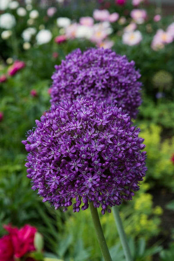 Puple Allium Flower Head Blooming in Summer Stock Image - Image of ball ...