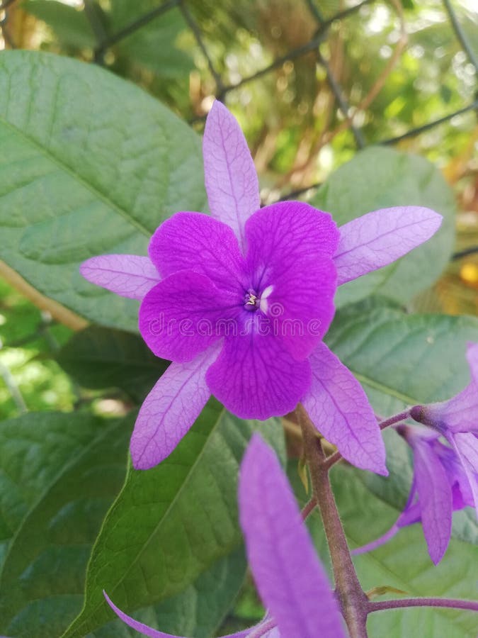 A puple flower stock photo. Image of botany, plants - 197997314