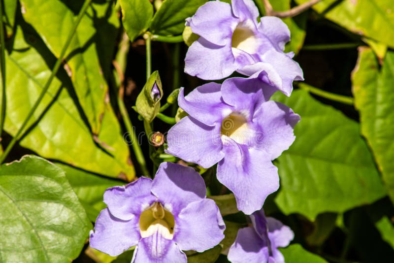 Puple flowers stock image. Image of plants, growth, flower - 201023995