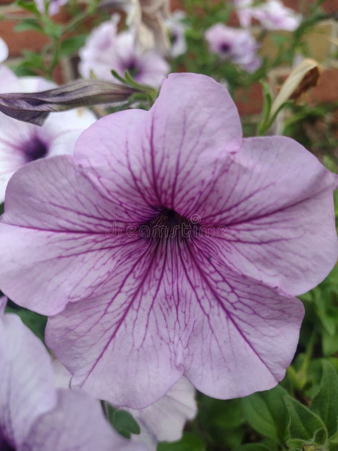 Puple stock photo. Image of shrub, flower, purple, pink - 229997376