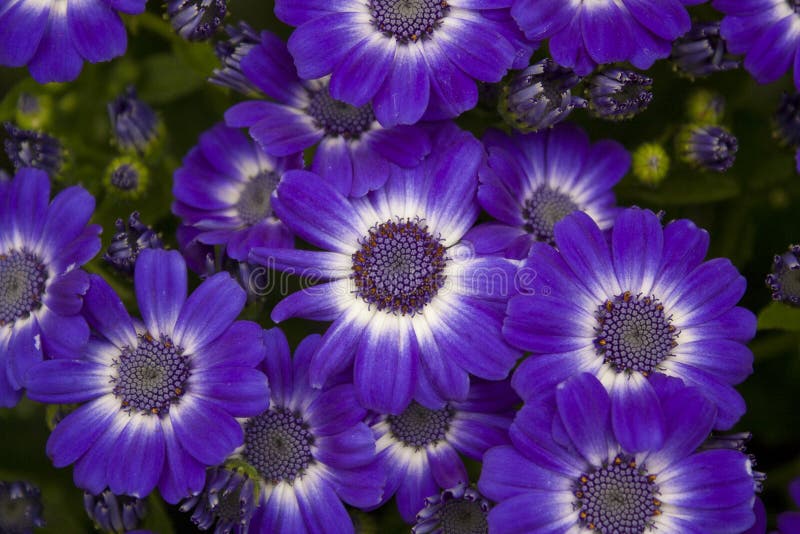 Puple and white flowers stock photo. Image of flora, violet - 32473360