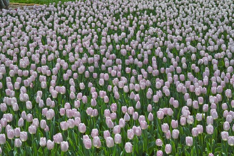 Leaf under the microscope stock image. Image of green - 43238815
