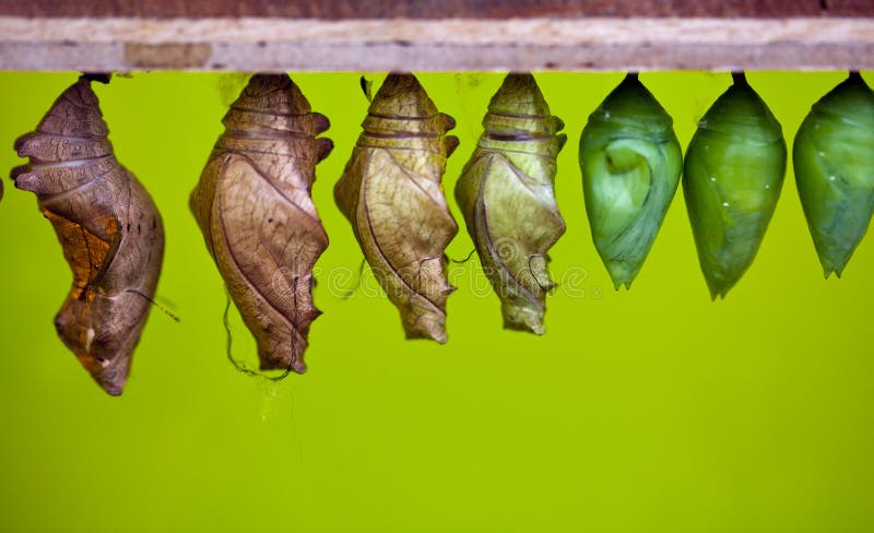 Puppa fotografering för bildbyråer. Bild av puppa, kryp - 31749411