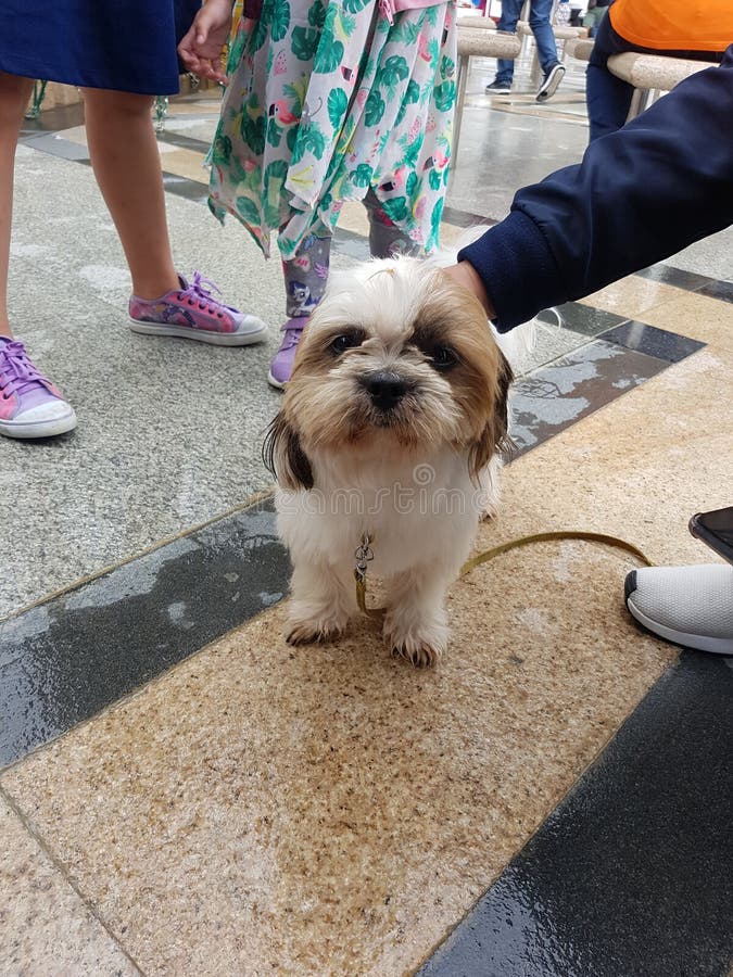 Pupper foto de archivo. Imagen de perrito, perro, lindo - 152205266