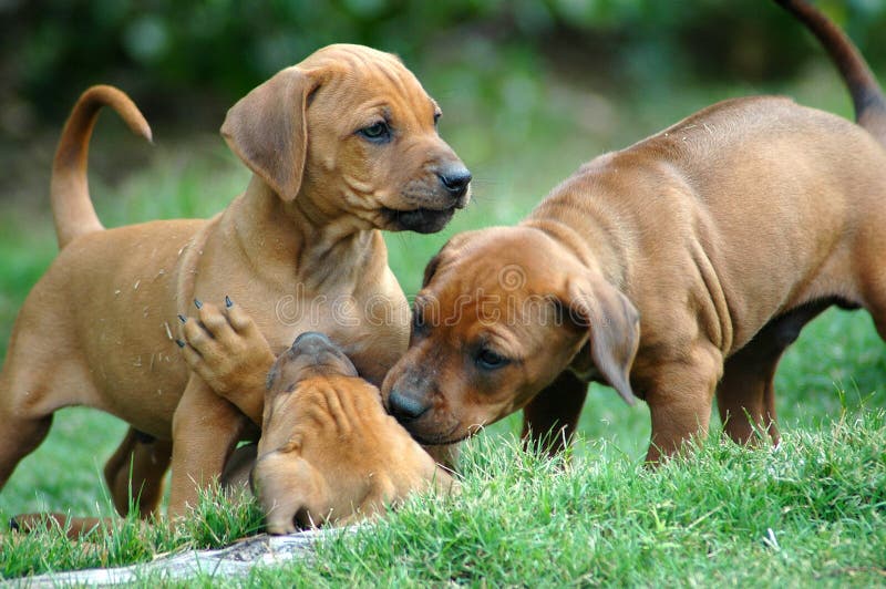 Puppies stock photo. Image of breed, excited, active, animals - 1182480