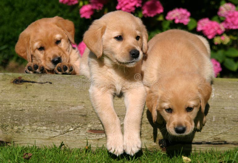 Puppies stock image. Image of dogs, puppies, pets, animals - 23301575