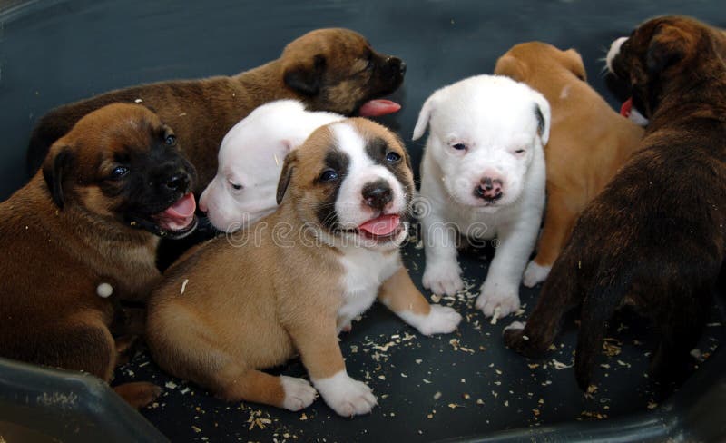 Puppies stock photo. Image of babies, litter, breed, infant - 2598484