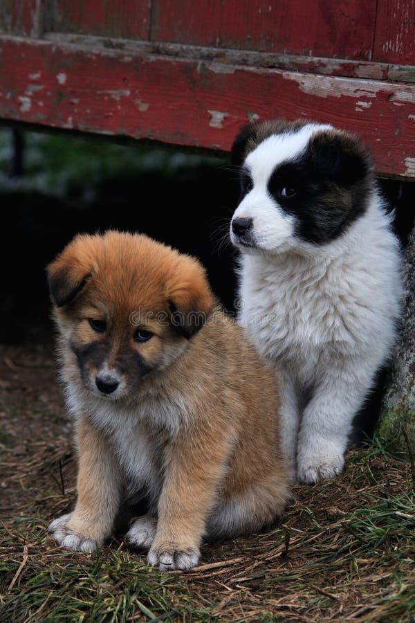 Puppies stock image. Image of cubs, puppy, pets, mammals - 3445949