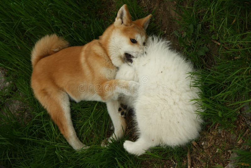 Samoyed and Akita stock image. Image of superb, cute - 55509151