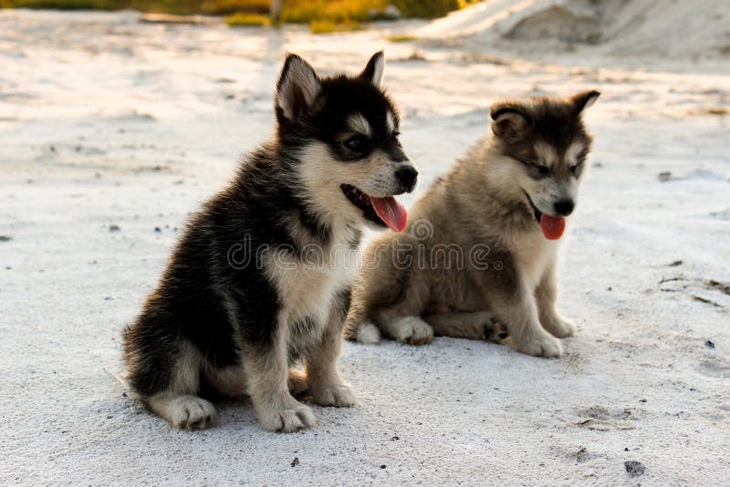 Puppies of the Alaskan Malamula Stock Image - Image of eyes, nature ...
