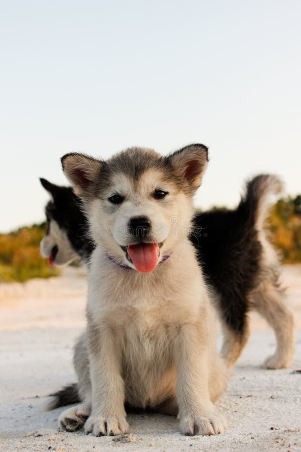 Puppies of the Alaskan Malamula Stock Image - Image of alaskan ...