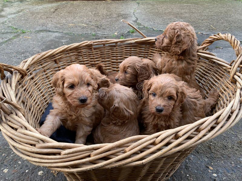 Puppies stock image. Image of puppy, animal, mammal - 244992805