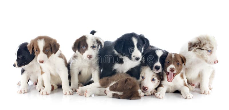 2 border collies stock image. Image of portrait, mate, waiting - 494447