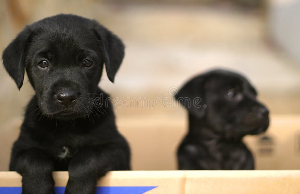 Puppies in a box stock image. Image of puppy, labrador, labs - 62013
