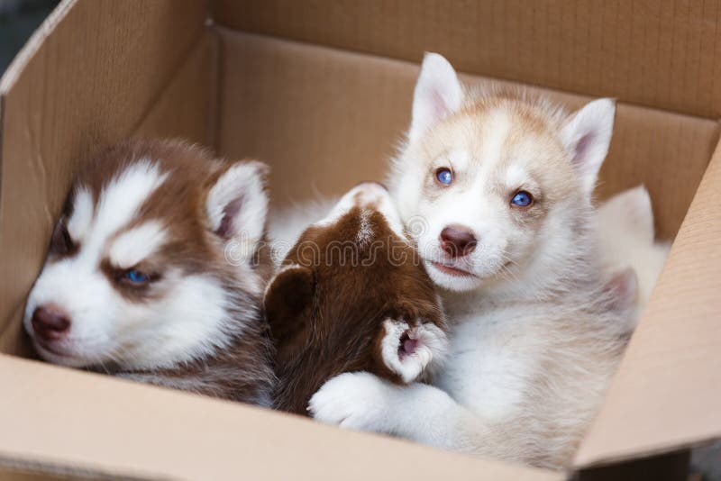 Puppies in a box stock image. Image of eyes, outdoors - 100325341