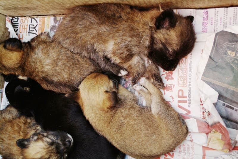 Puppies in a box stock image. Image of guard, canine - 54382215