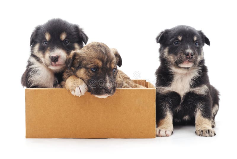 Puppies in the box. stock image. Image of friendly, friends - 131297871