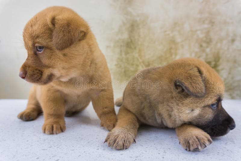 Puppies stock photo. Image of playing, horizontal, female - 69049676